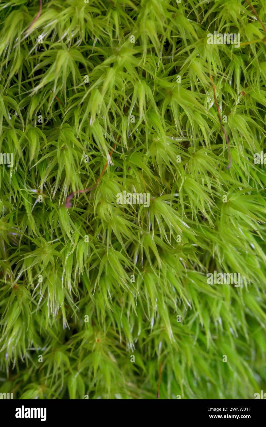 Macro detail of fluorescent green moss on vertical shoots Stock Photo ...
