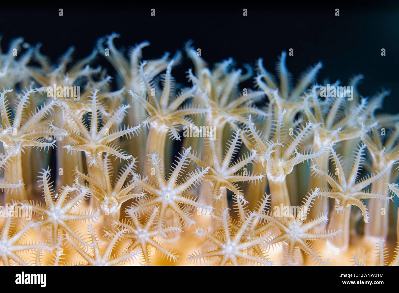 Underwater textures hi-res stock photography and images - Alamy