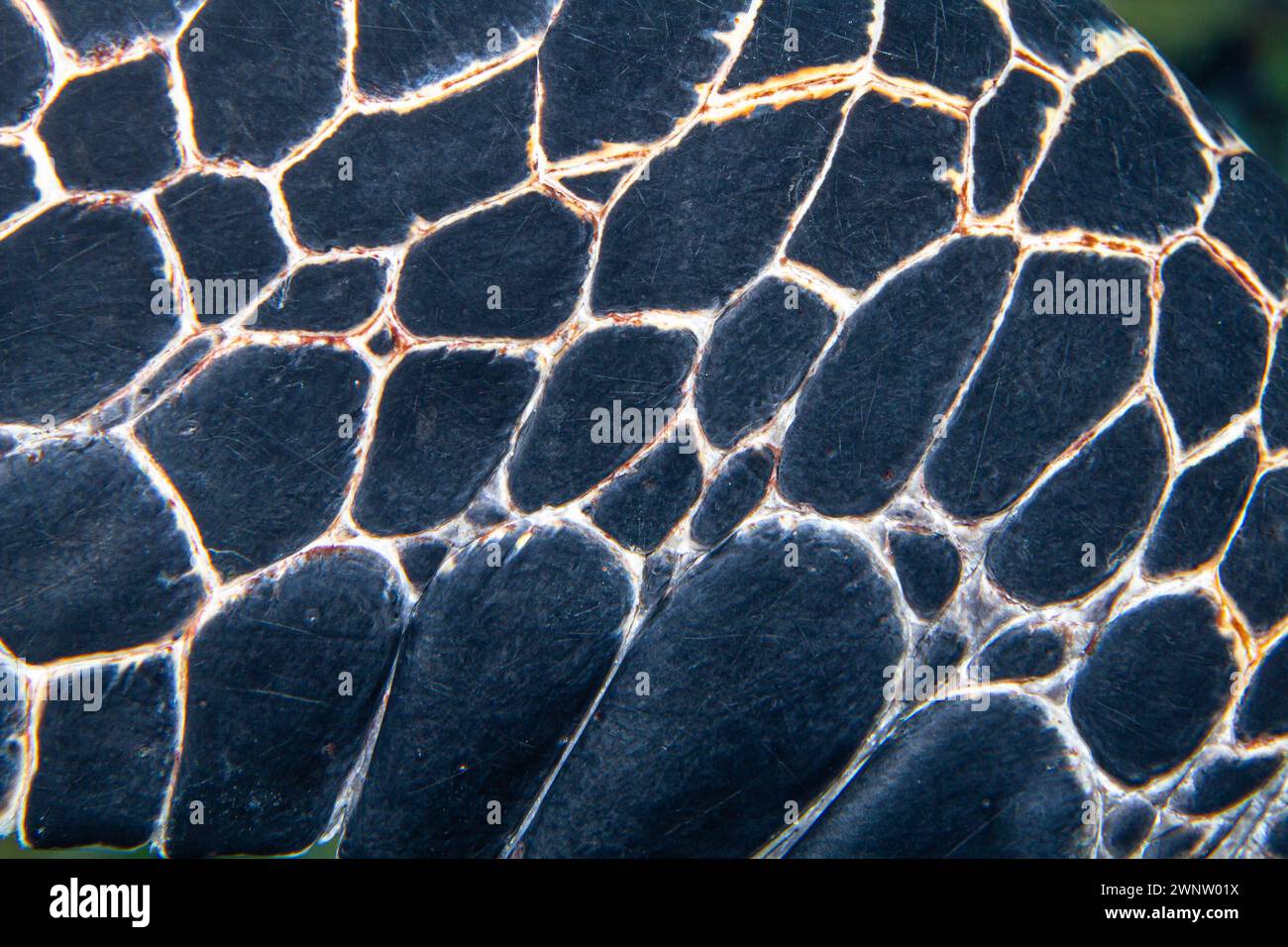 Underwater textures hi-res stock photography and images - Alamy