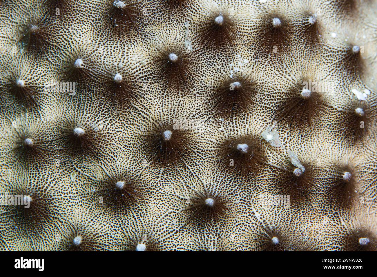 Underwater textures hi-res stock photography and images - Alamy