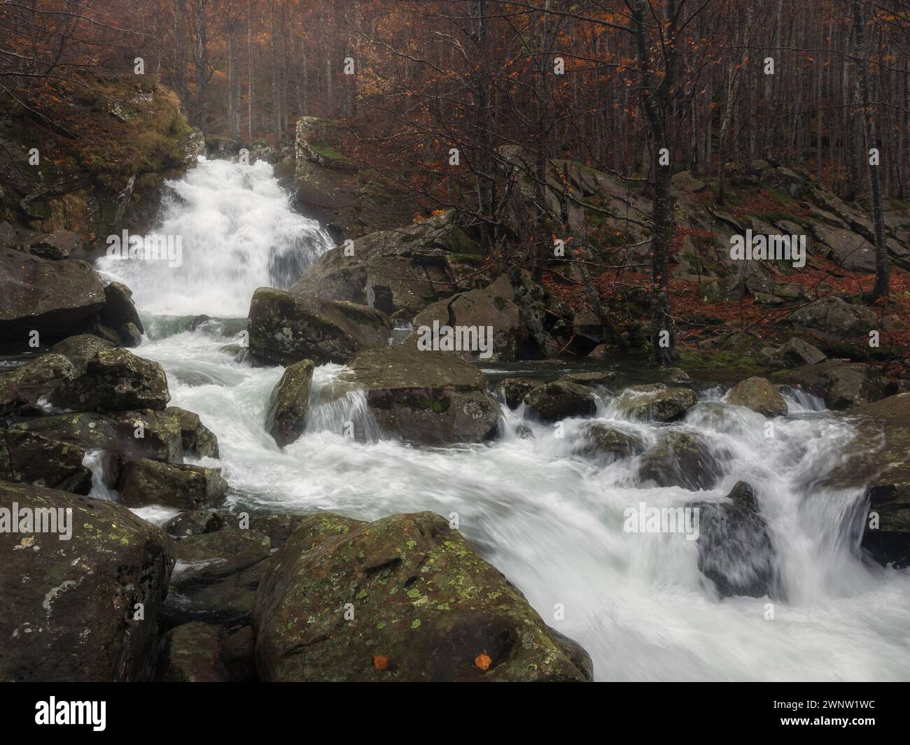 Wild Woodland Wonder: Embracing the Roar of a Mighty Waterfall Stock ...