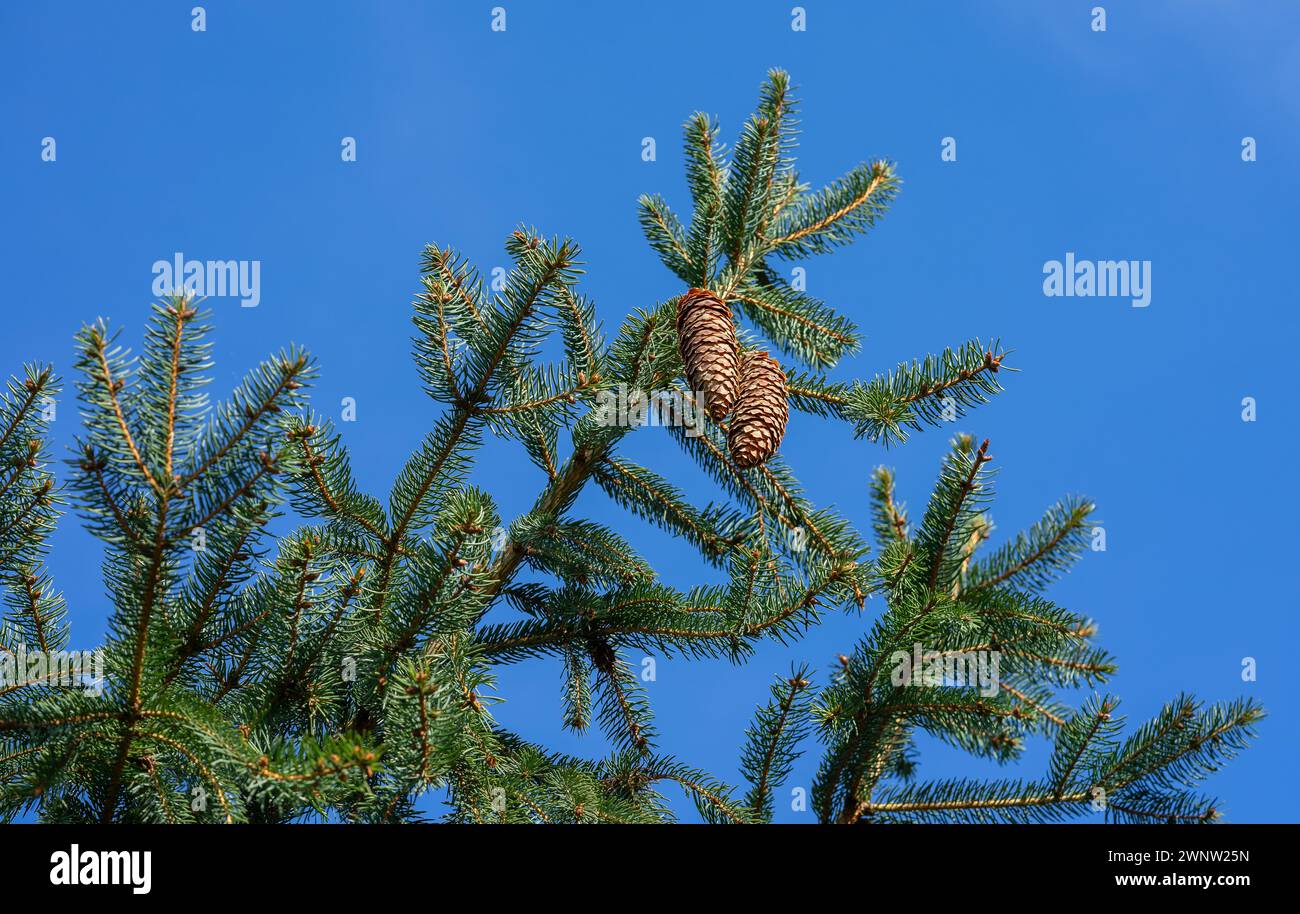 Pine palm tree against sky hi-res stock photography and images - Alamy