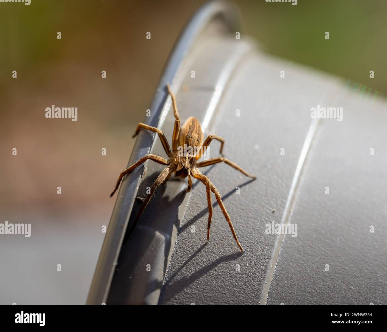 Sun spider hi-res stock photography and images - Alamy