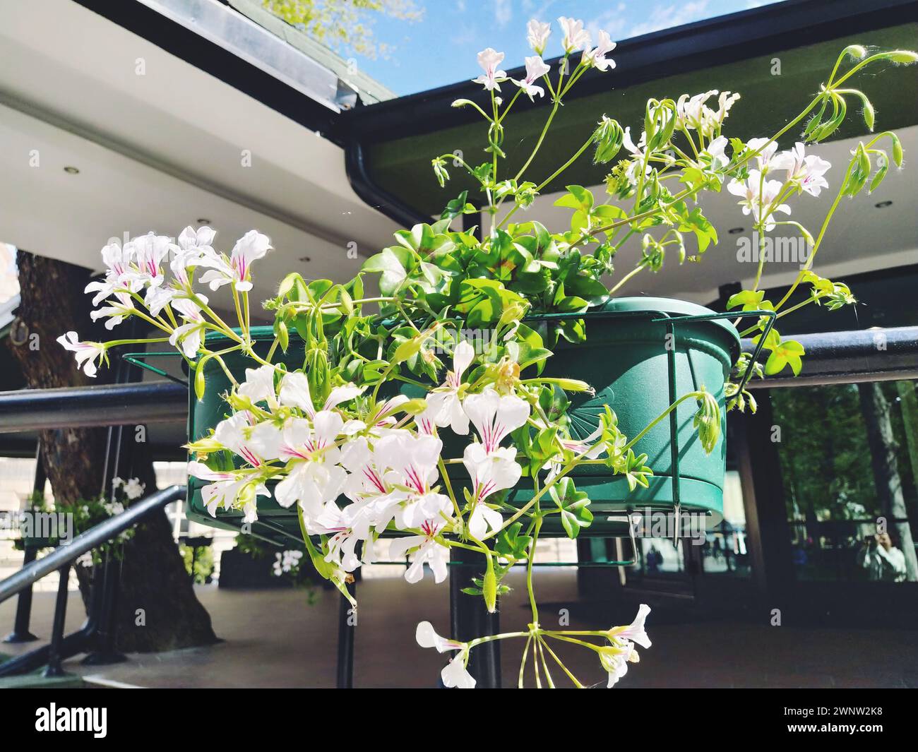 Pelargonium is a genus of plants in the family Geraniumaceae. White ivy ...