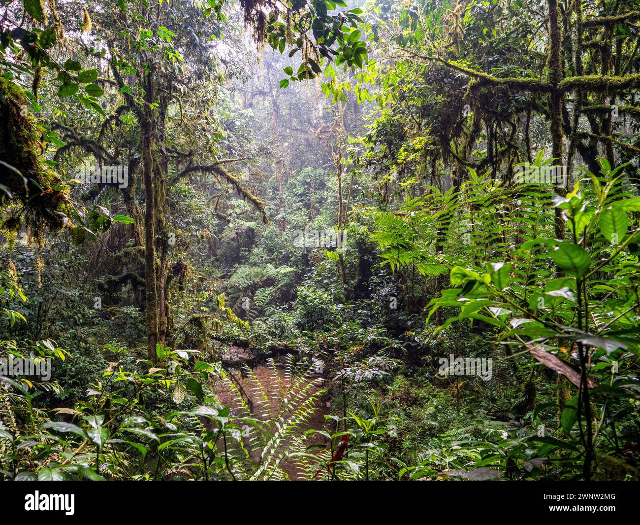 Rainforest in Bwindi Impenetrable National Park, Uganda Stock Photo - Alamy