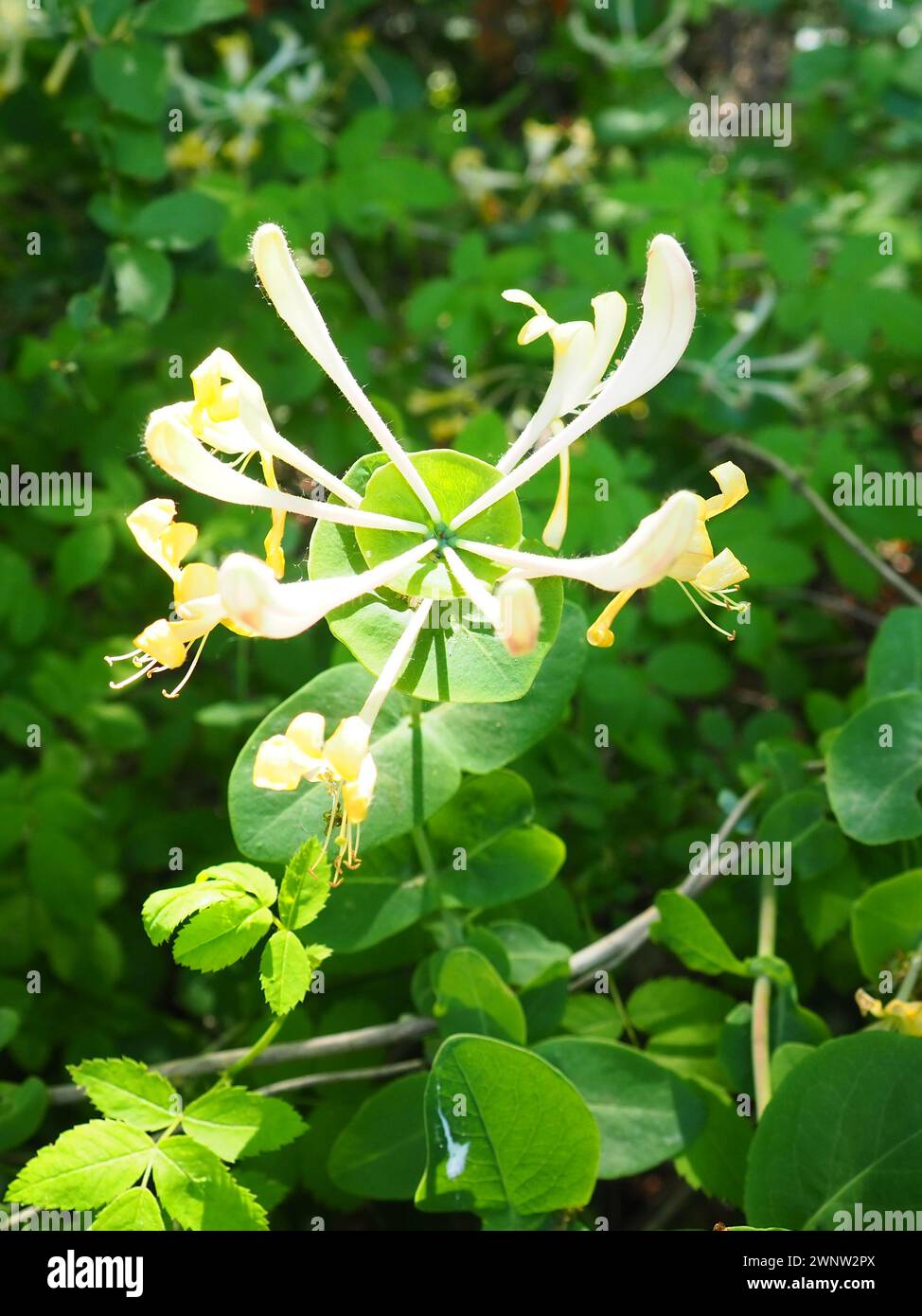 Honeysuckle blooms in the garden. White and yellow flowers of Lonicera ...