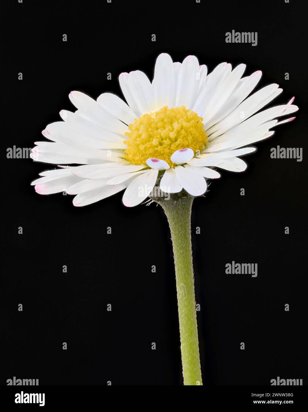 Flowerstyling hi-res stock photography and images - Alamy