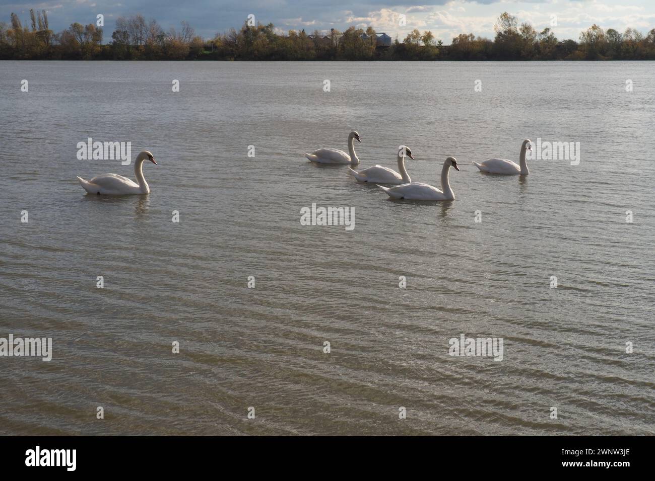 Five white swan birds on Sava river in Serbia during November autumn ...