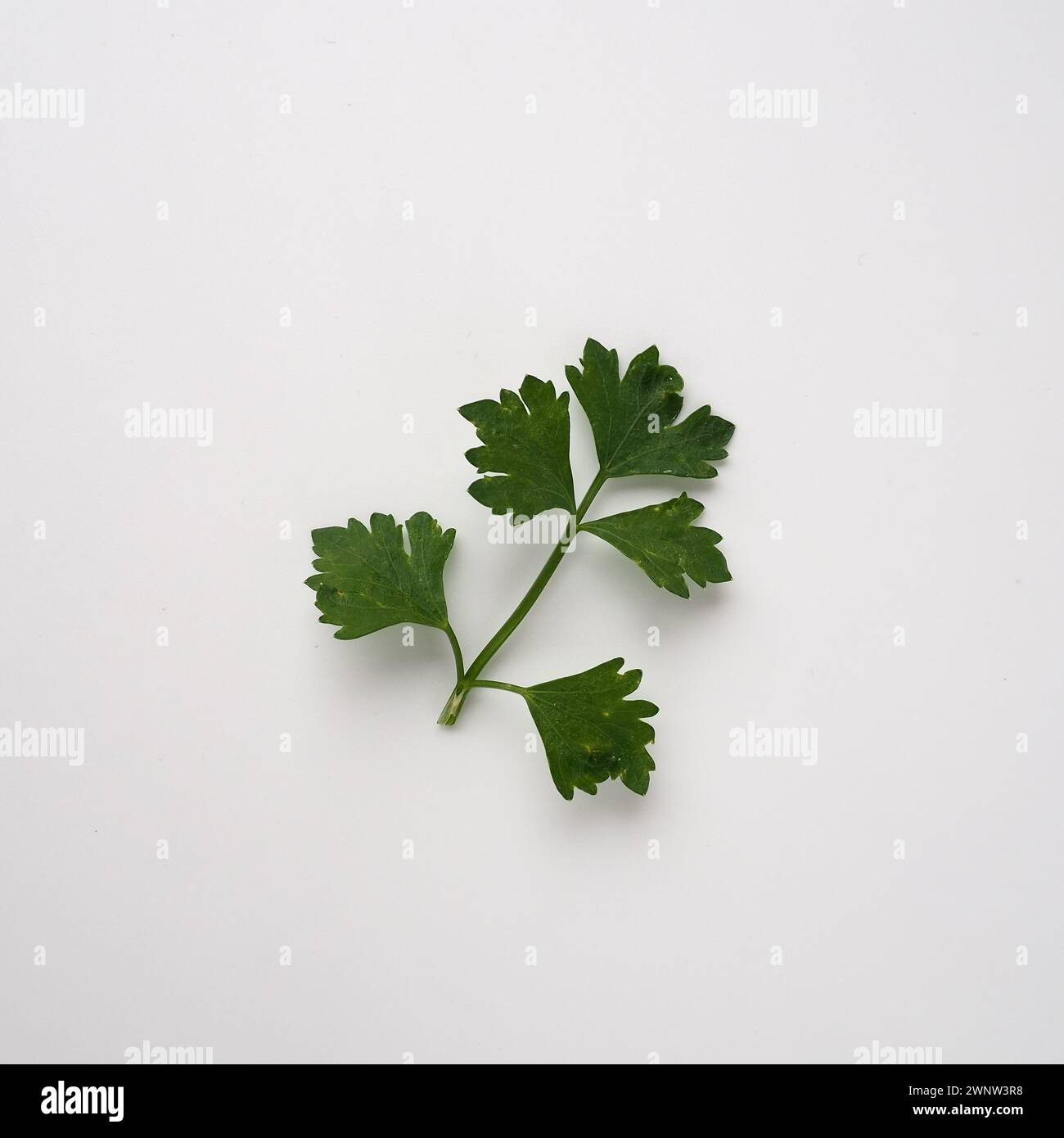 Petroselinum crispum, one- to two-year-old plant umbrella family ...