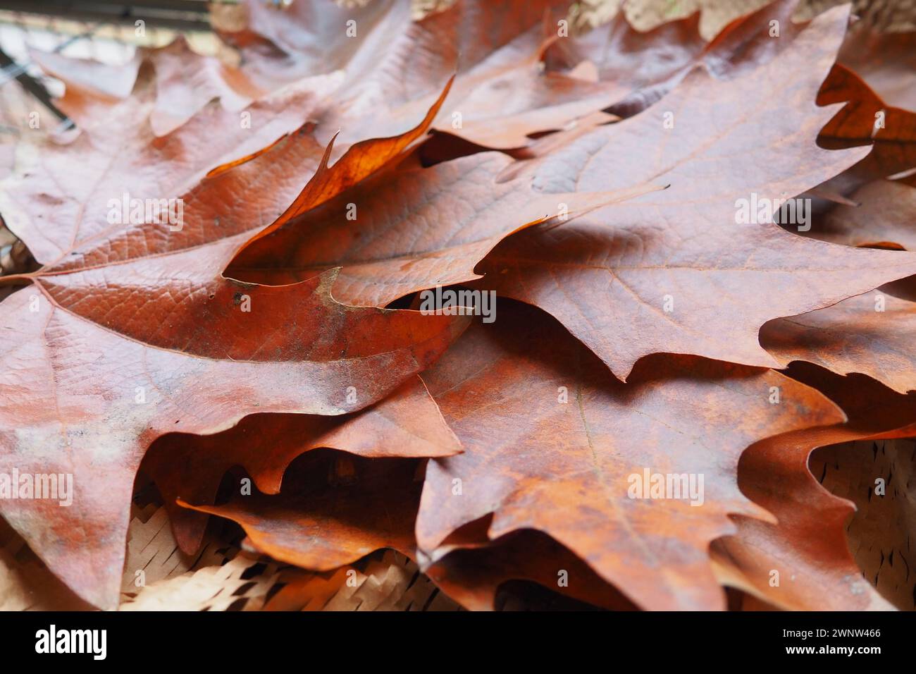 Acer is a genus of trees and shrubs commonly known as maples. The genus ...