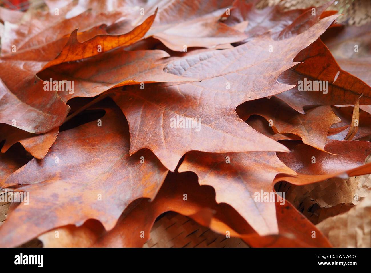 Acer is a genus of trees and shrubs commonly known as maples. The genus ...