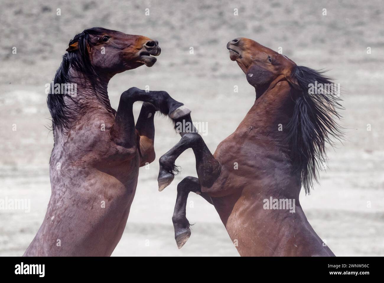 The Onaqui Mountain wild horse herd have a slight to moderate build and ...