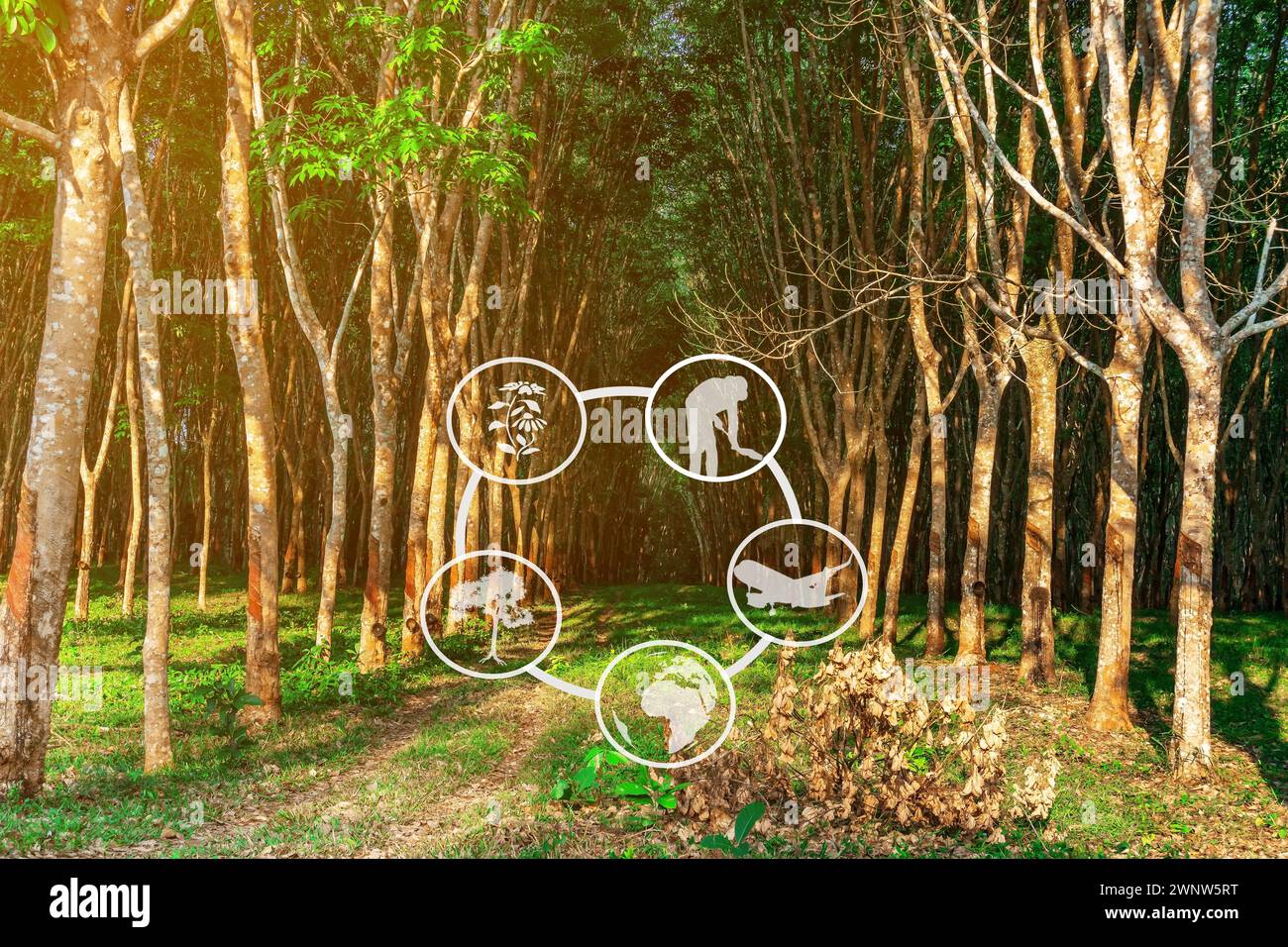 Tourism and agricultural learning resources, Rubber plantation, Area ...