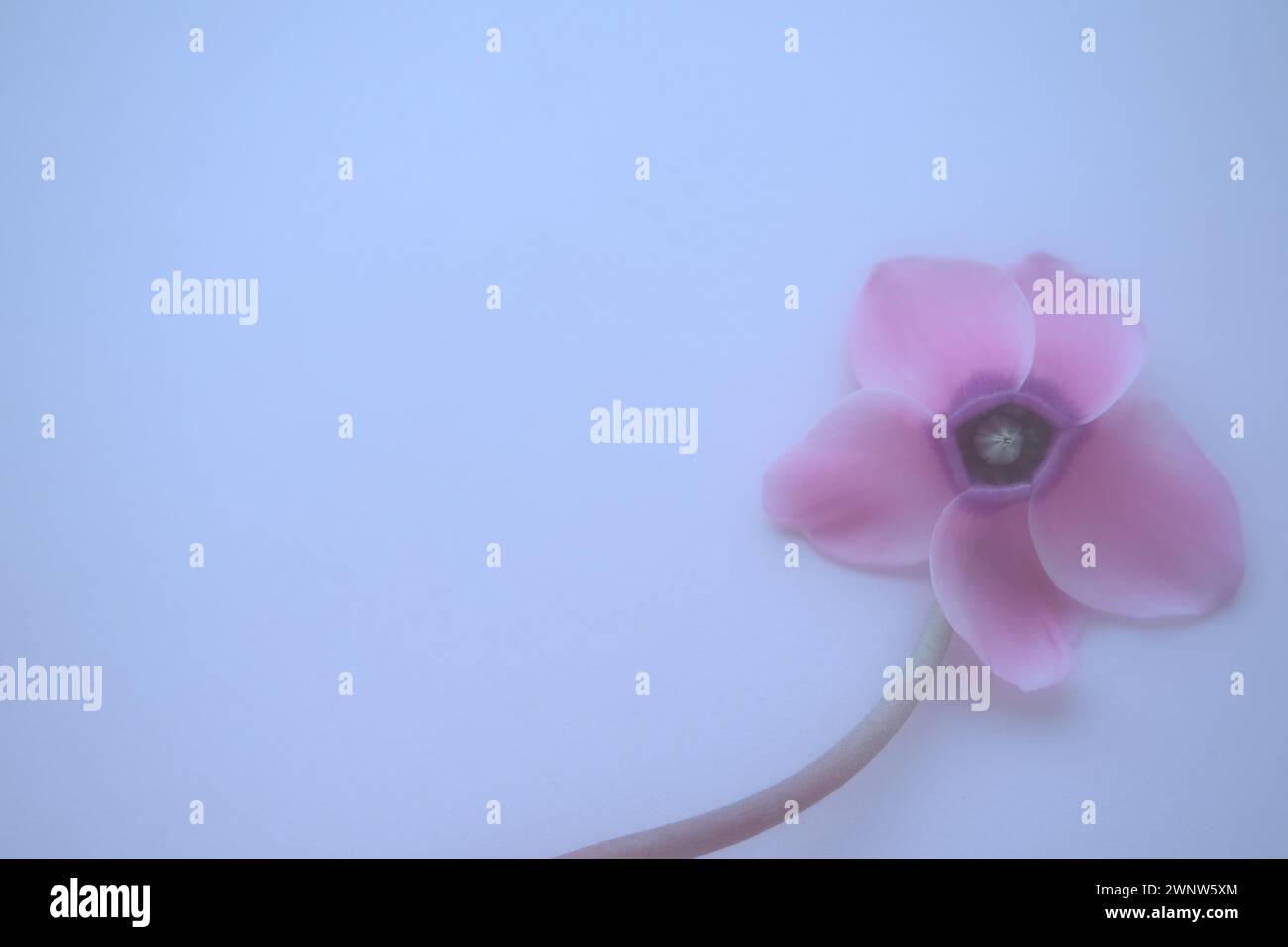 Pink cyclamen flower side view on blue background with blurred tender ...