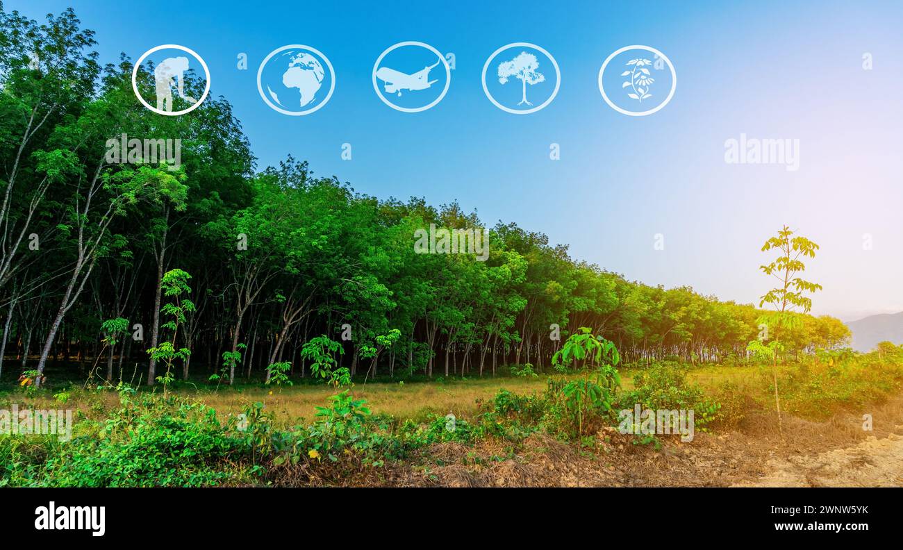 Tourism and agricultural learning resources, Rubber plantation, Area ...