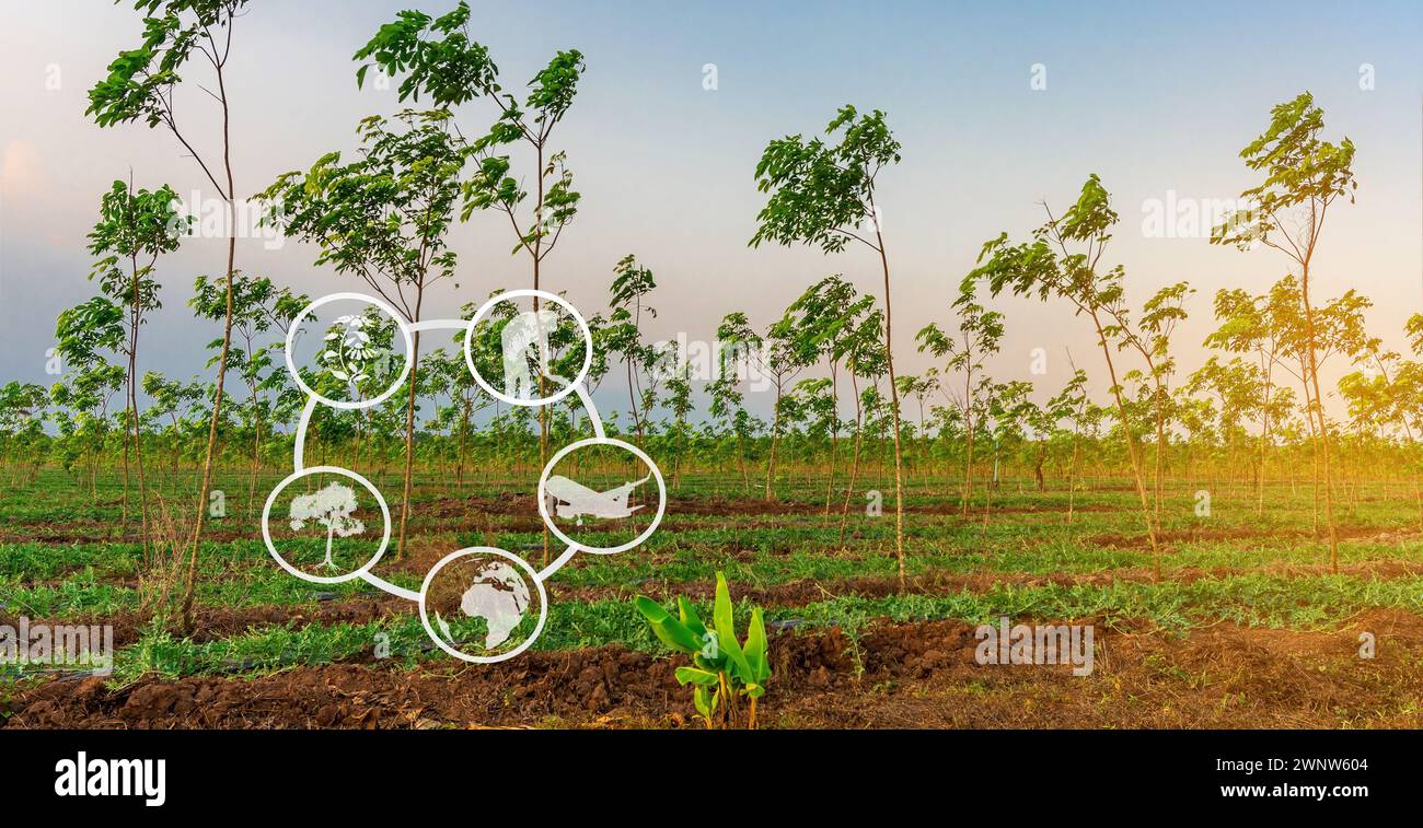 Tourism and agricultural learning resources, Rubber plantation, Area ...