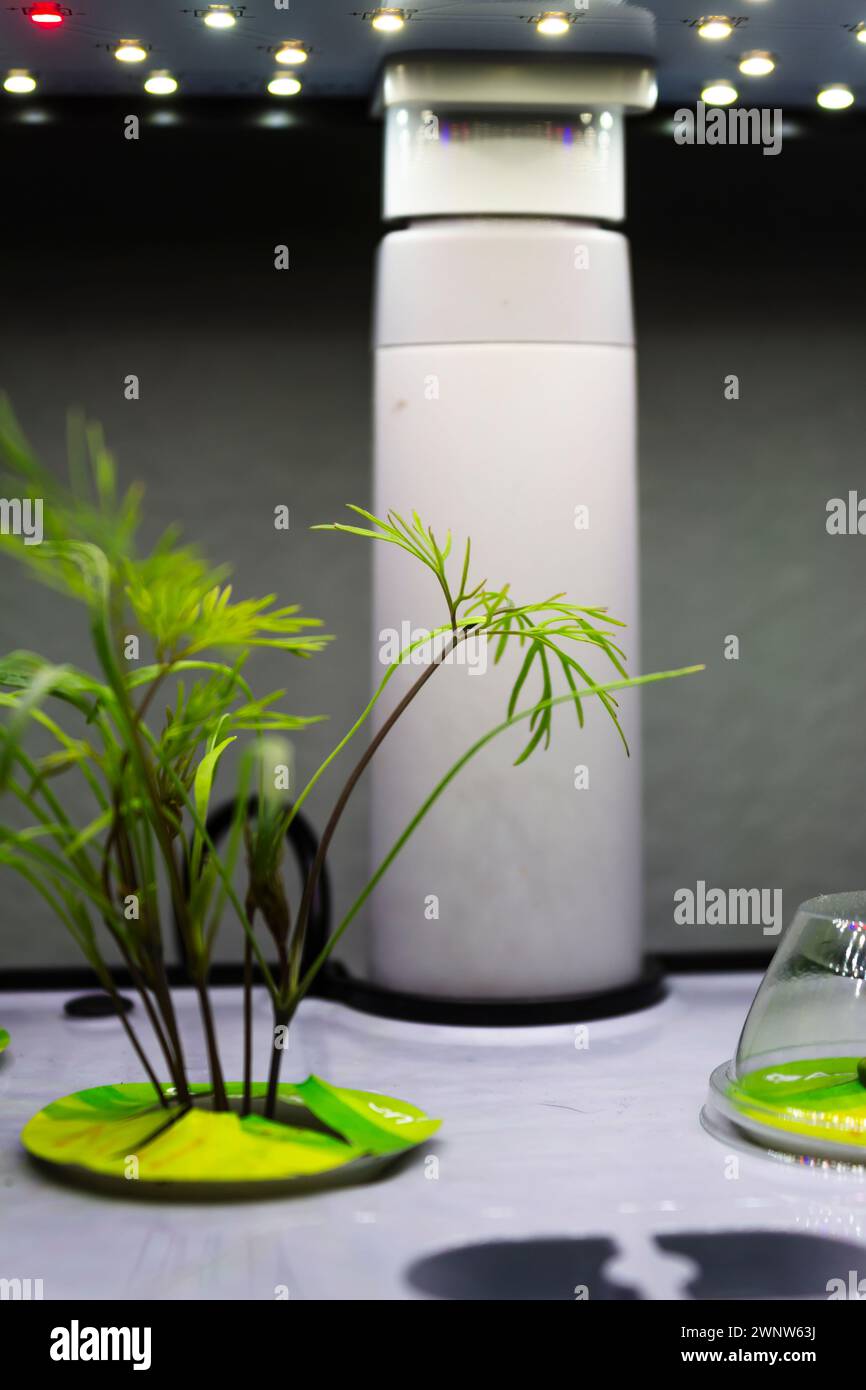 Bright, young, small dill plant growing in an indoor hydroponics garden ...