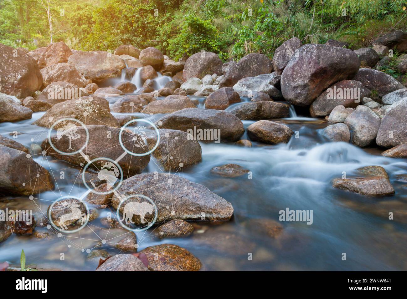 Ecosystem and preserve nature and sustainable concept, Watershed forest ...