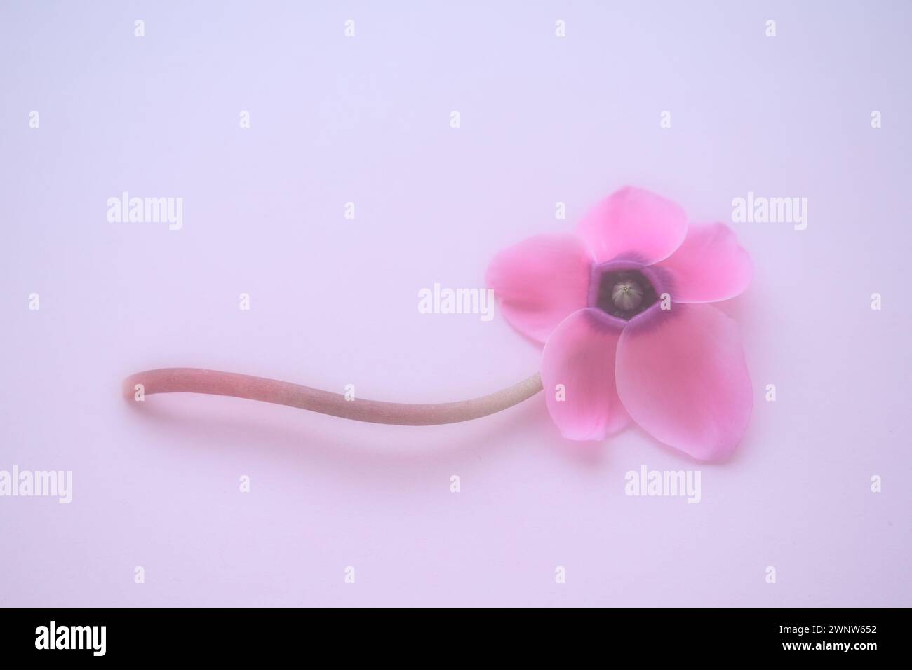Cyclamen flower from below on pink purple background with blurred ...