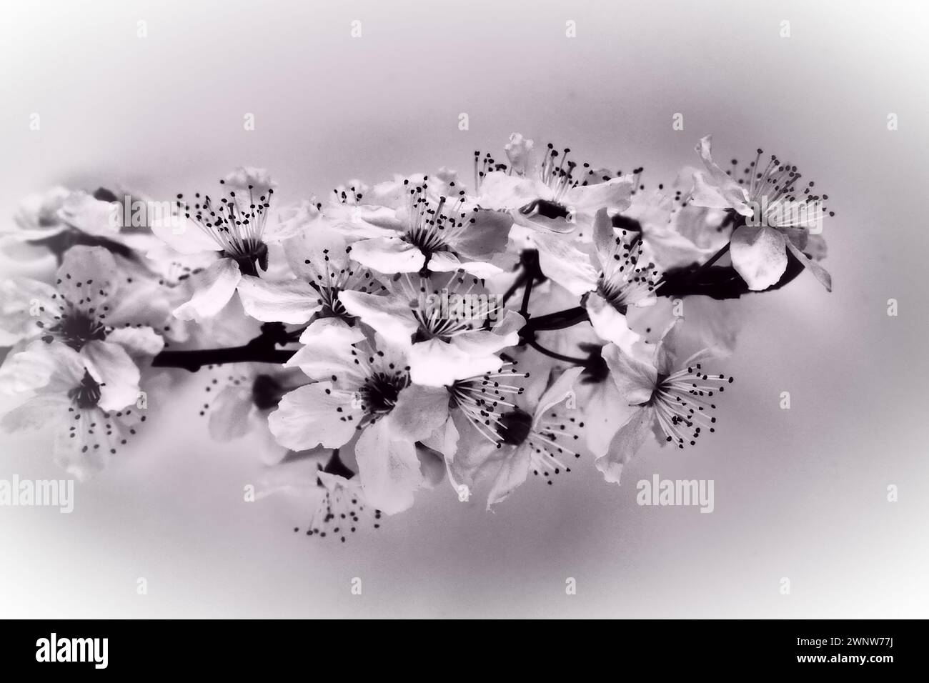Sherry bird hi-res stock photography and images - Alamy