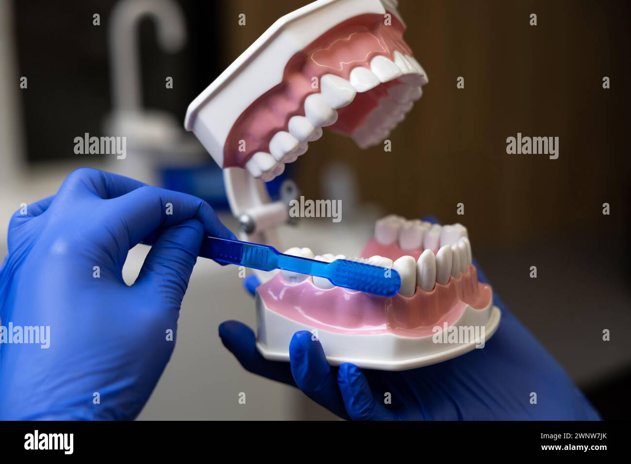 Doctor holding human jaw model in hand showing process of brushing ...