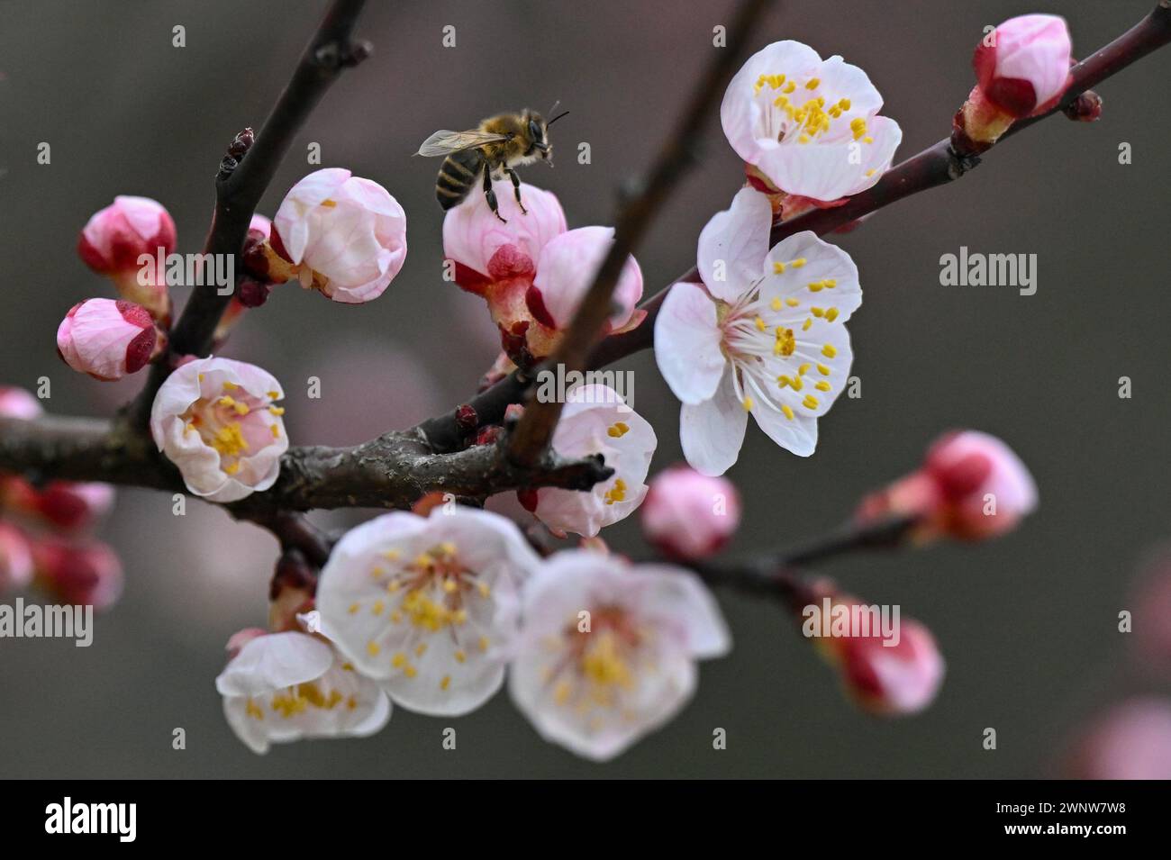 Blooming apricots in Breclav, Czech Republic, March 4, 2024. The ...