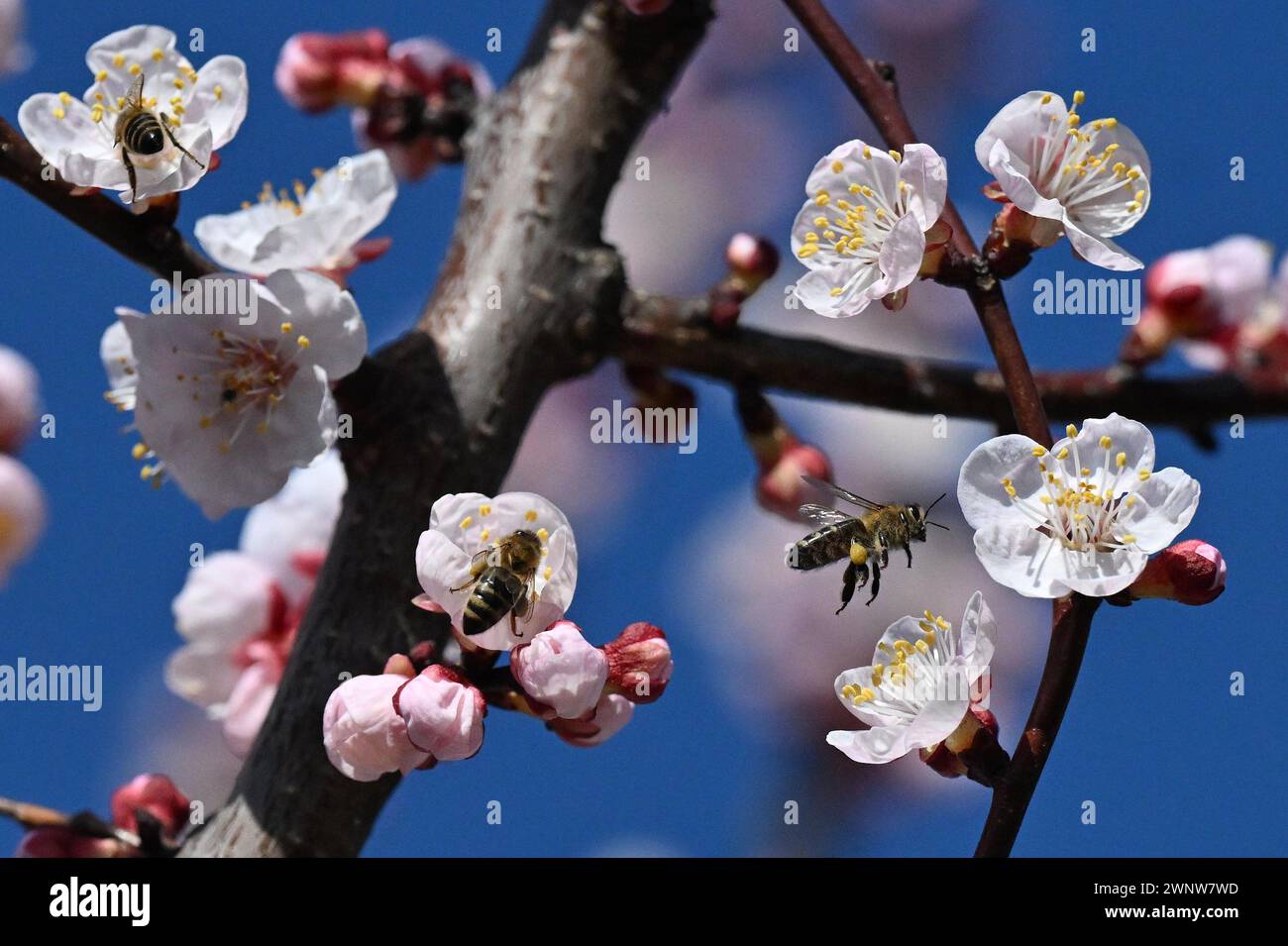 Blooming apricots in Breclav, Czech Republic, March 4, 2024. The ...