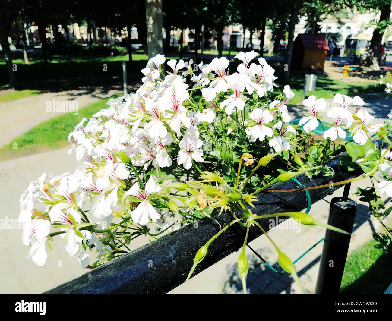 Pelargonium is a genus of plants in the family Geraniumaceae. White ivy ...