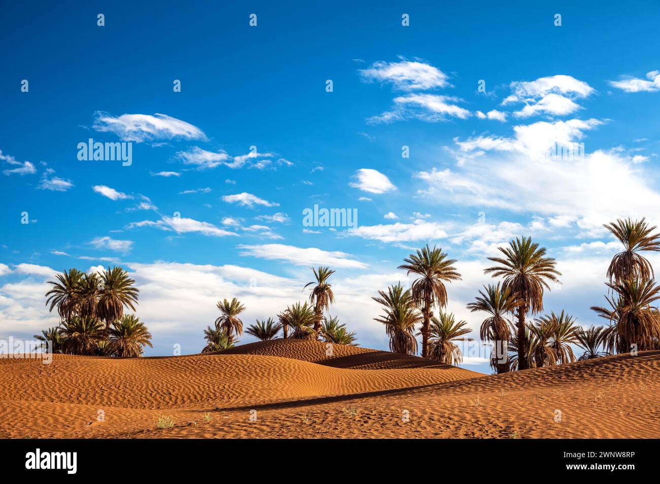 Palm trees in the sahara desert hi-res stock photography and images - Alamy