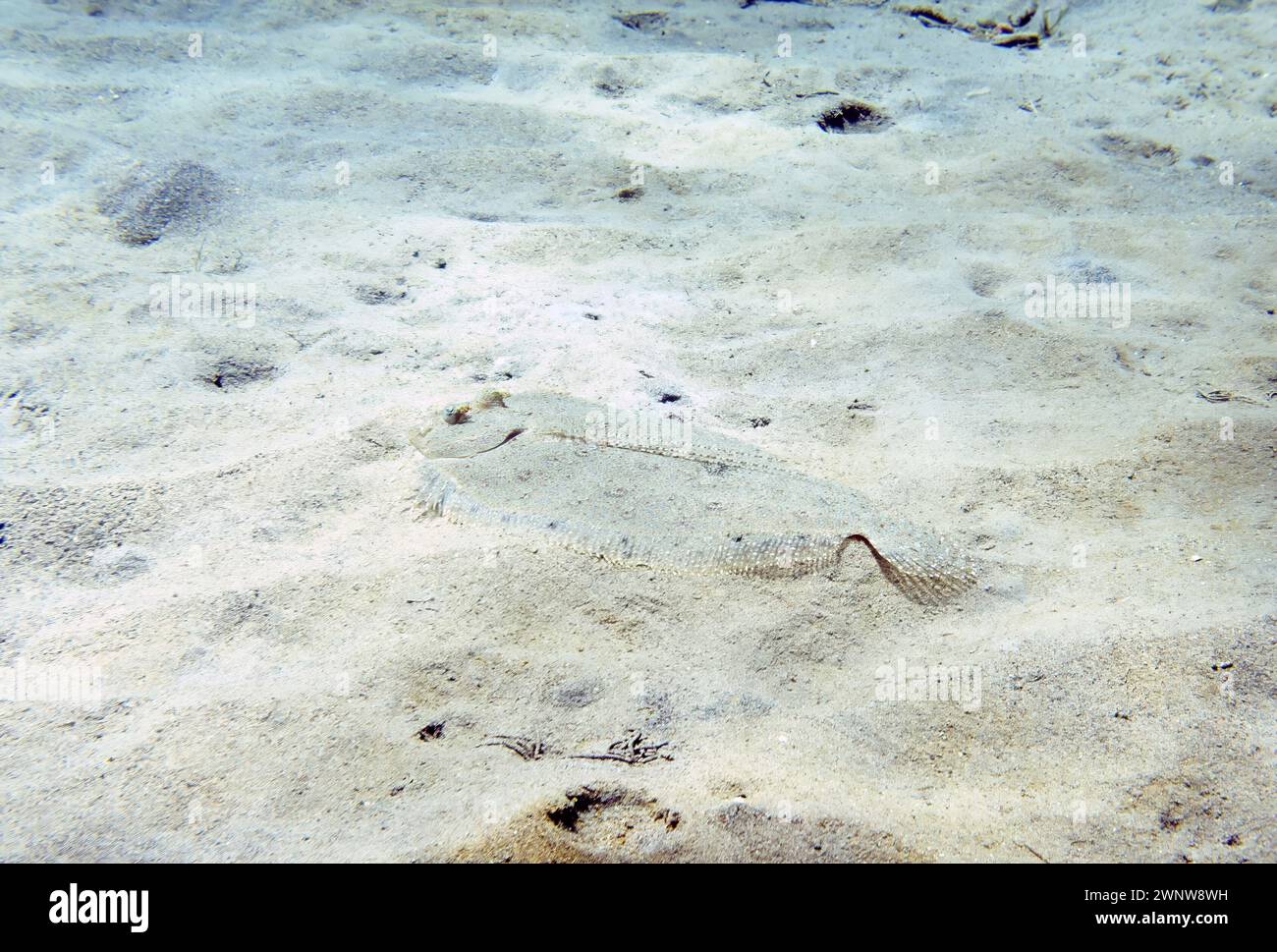 A Peacock Flounder (Bothus mancus) in the Caribbean Sea, Dominica Stock ...