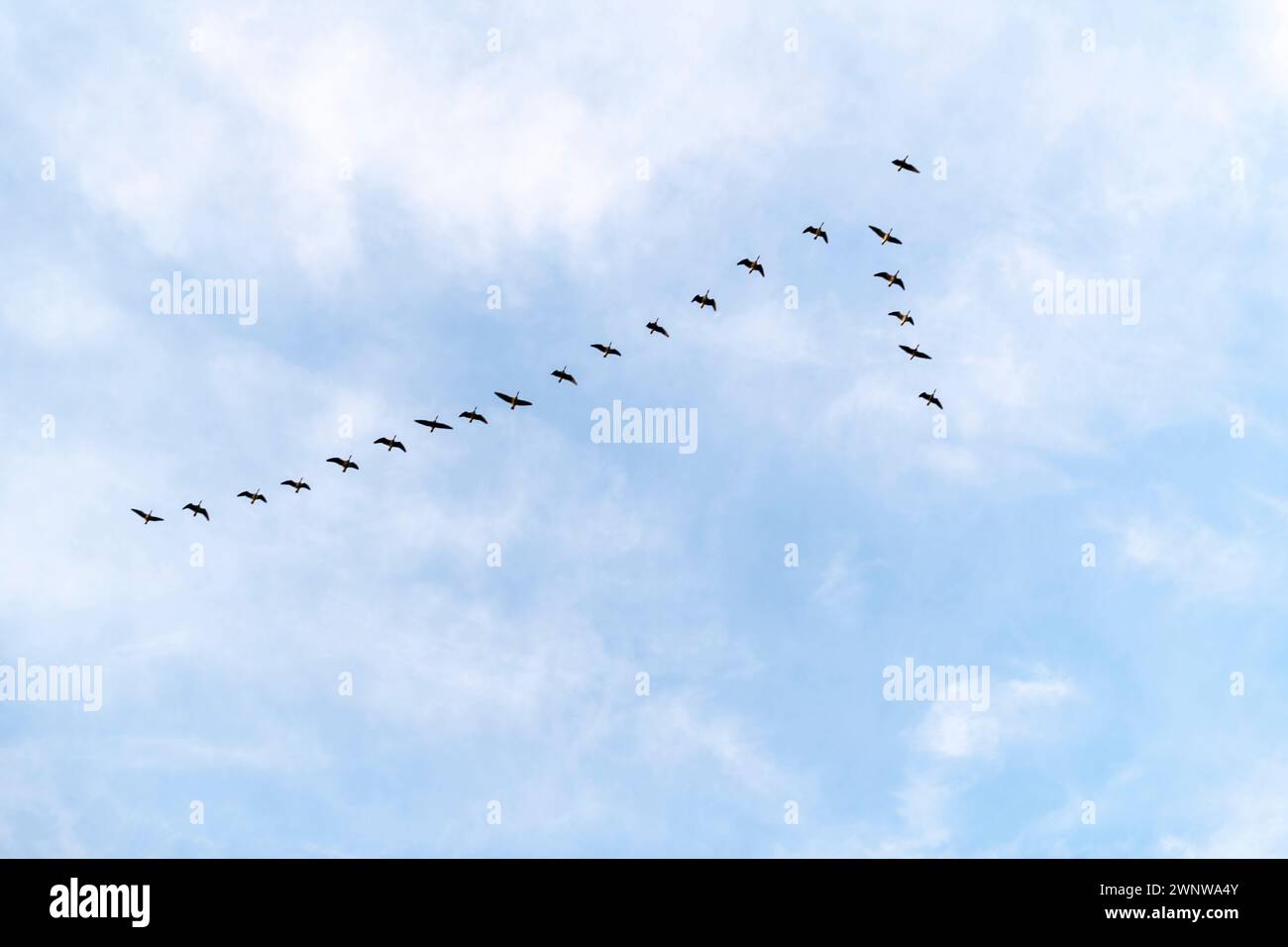 Captured in mid-flight, the surreal image of a flock of birds moving as ...