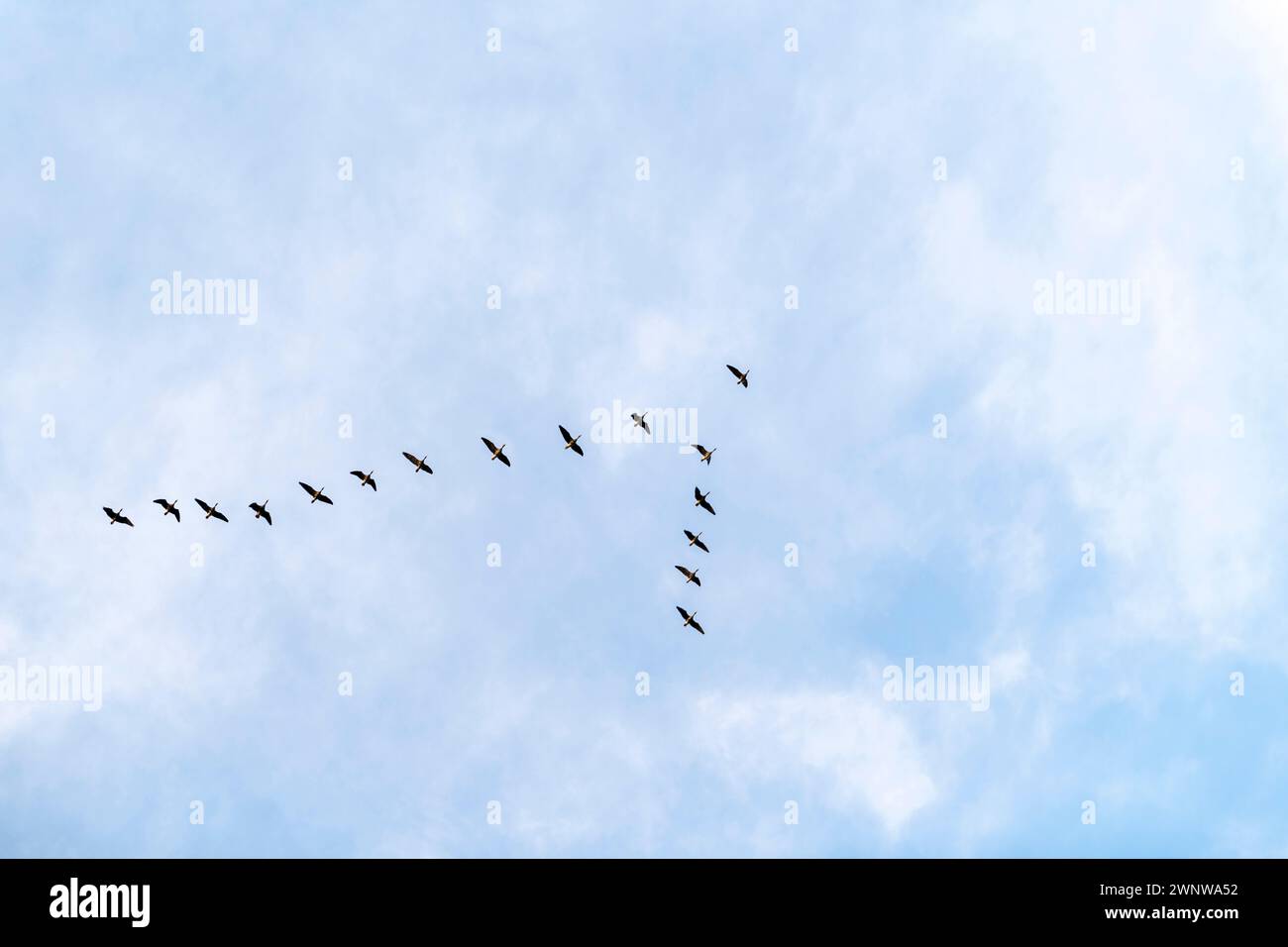 Captured in mid-flight, the surreal image of a flock of birds moving as ...