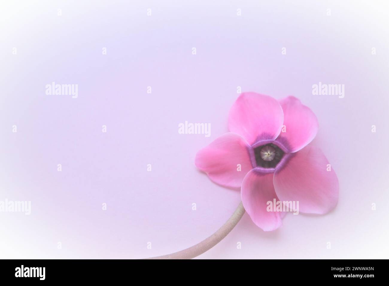 Cyclamen flower from below on pink purple background with blurred ...