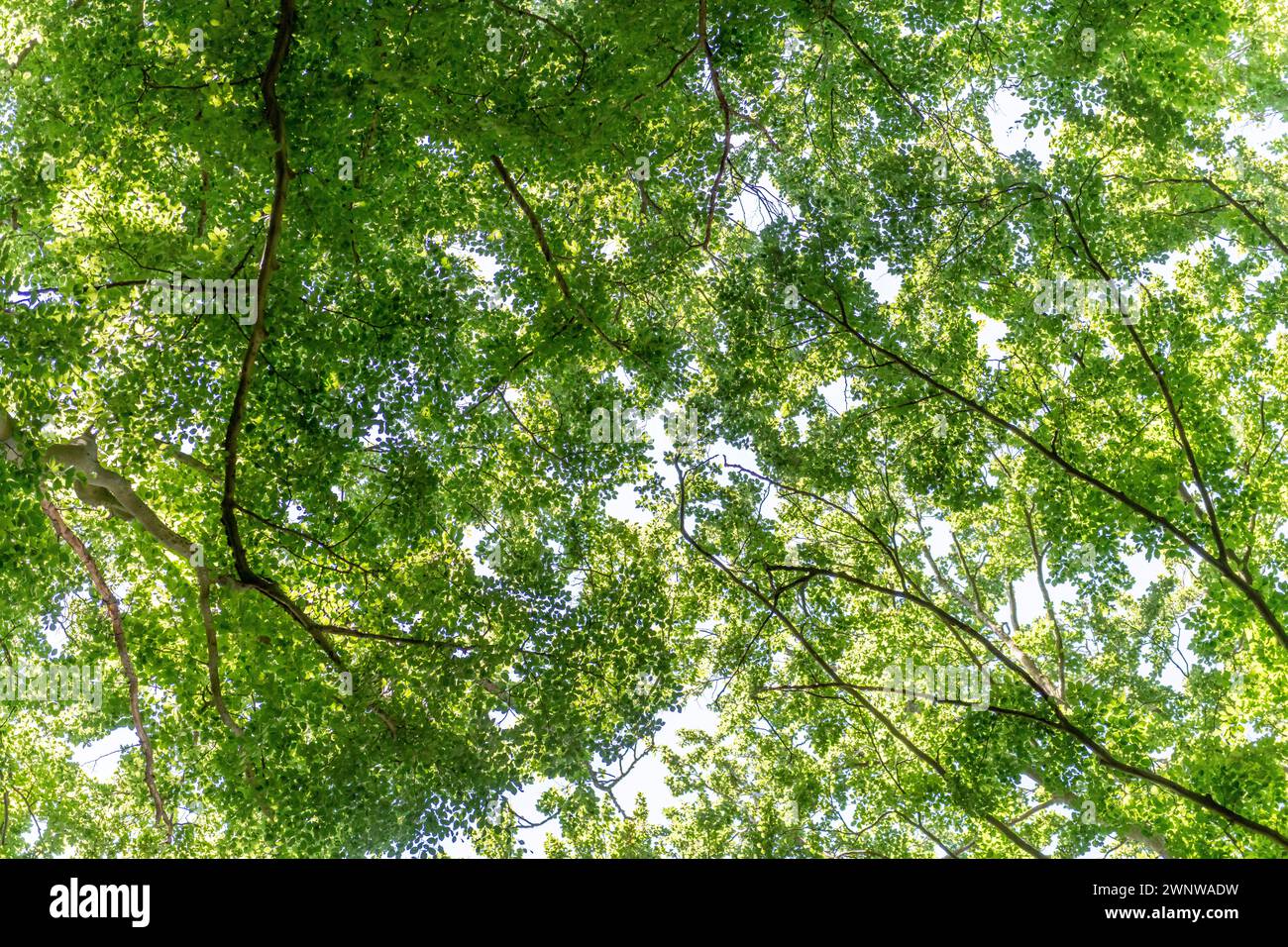 A unique frog's-eye-view of the intricate patterns and textures of the ...