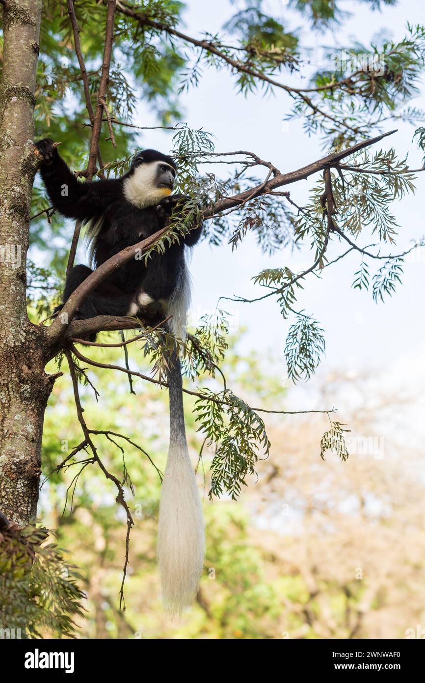 Mantled guereza (Colobus guereza), monkey known simply as the guereza ...