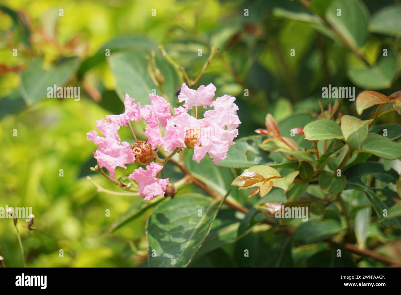Queen crape myrtle flower hi-res stock photography and images - Alamy