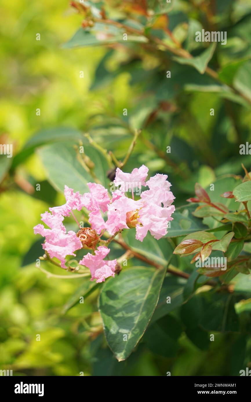 Lagerstroemia indica (crape myrtle, crepe myrtle, queen crape myrtle ...