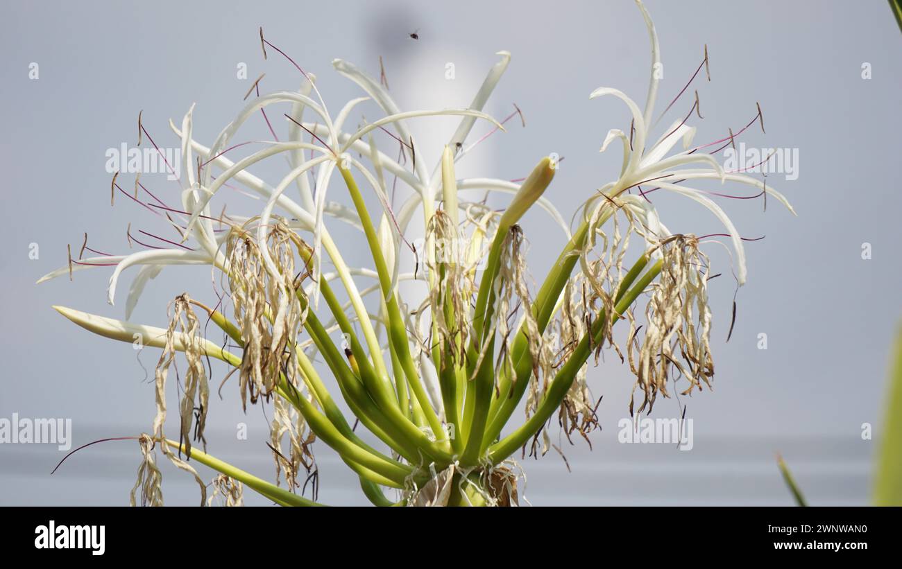 Bulbine asiatica hi-res stock photography and images - Alamy