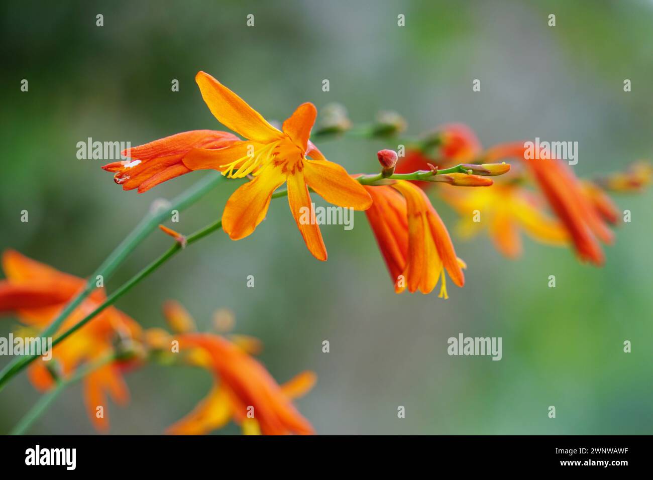 Crocosmia masoniorum (also called called the giant montbretia, Tritonia ...