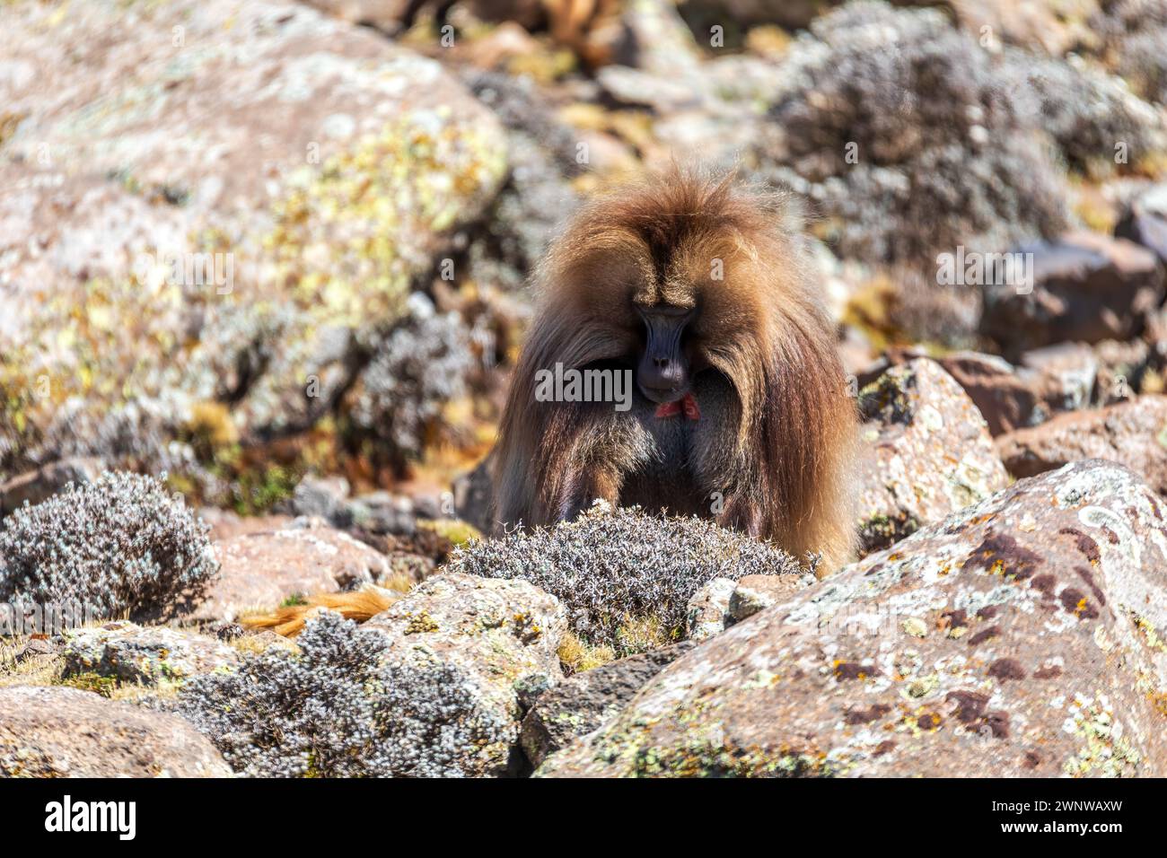Alpha male of endemic animal monkey Gelada baboon. Theropithecus gelada ...