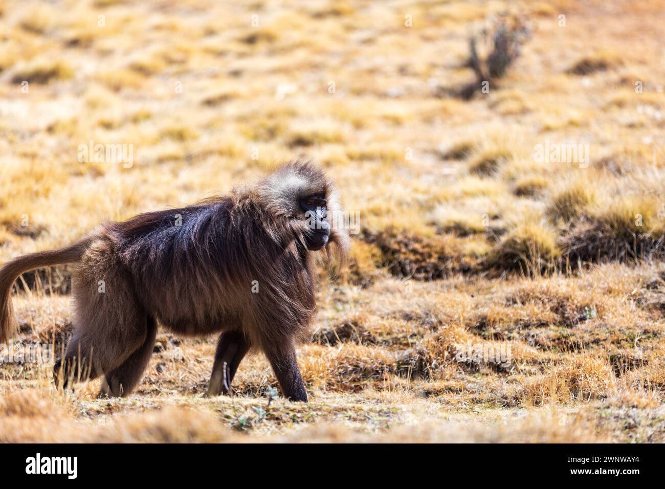 Alpha male of endemic animal monkey Gelada baboon. Theropithecus gelada ...