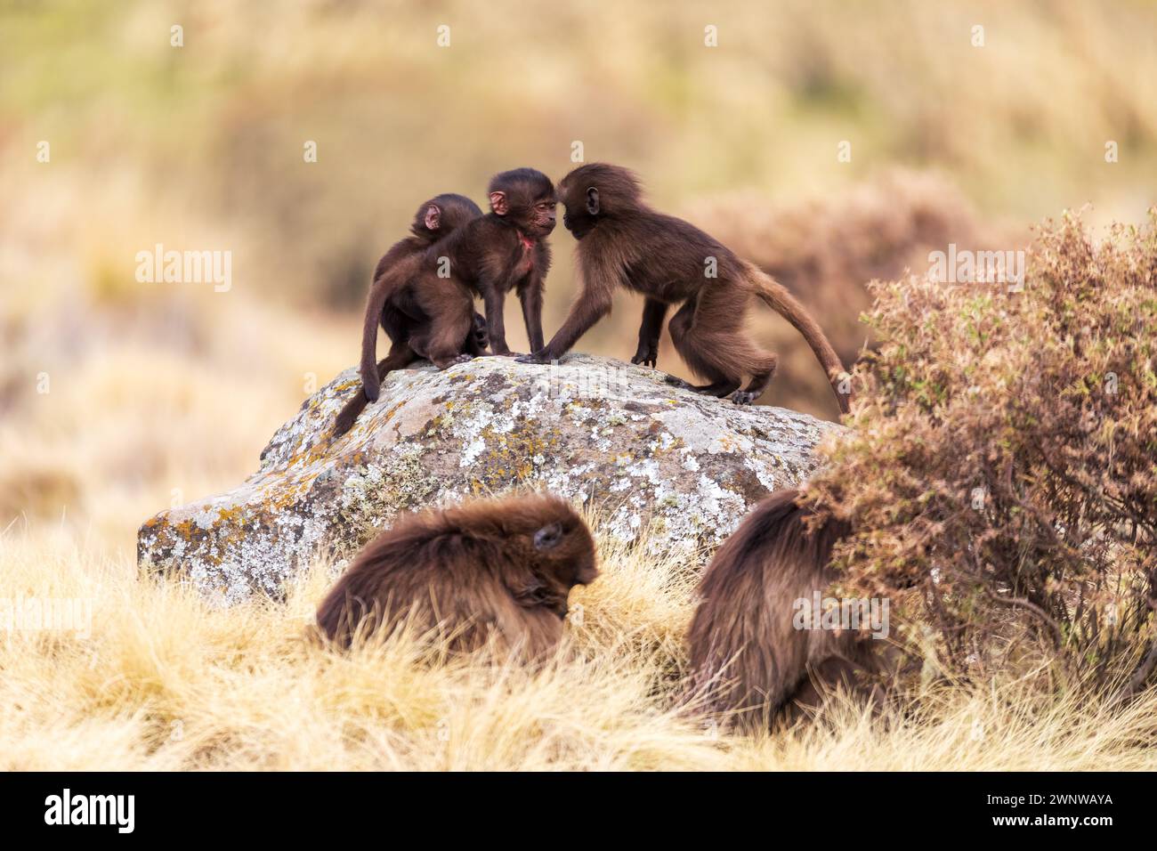 Cute babies of endemic animal Gelada monkey on rock, endangered ...