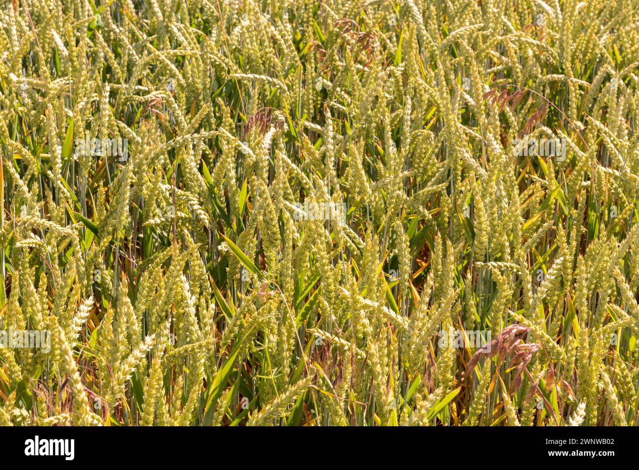 Mature growth wheat hi-res stock photography and images - Alamy