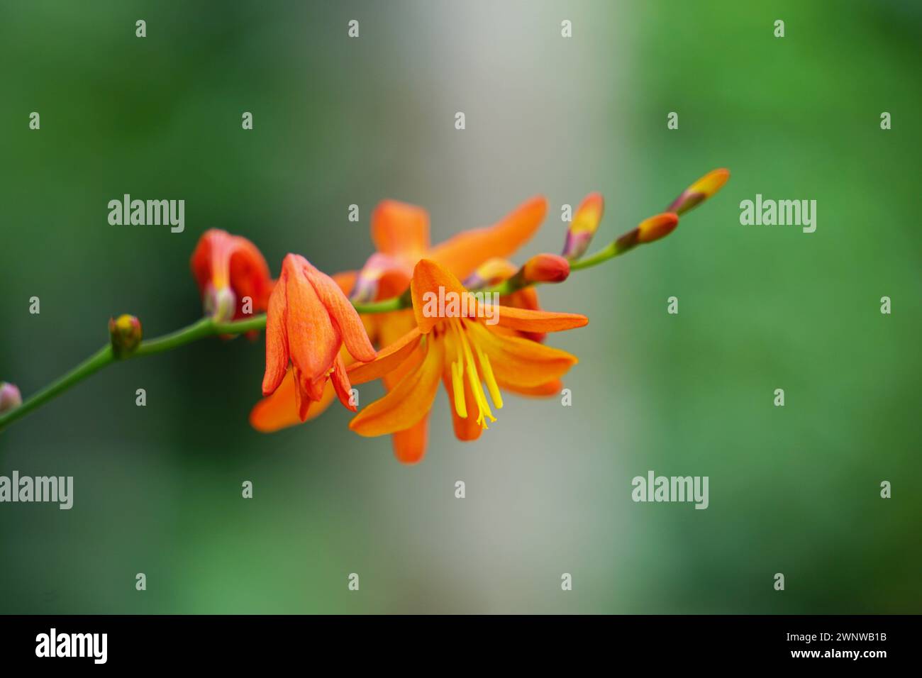 Crocosmia masoniorum (also called called the giant montbretia, Tritonia ...