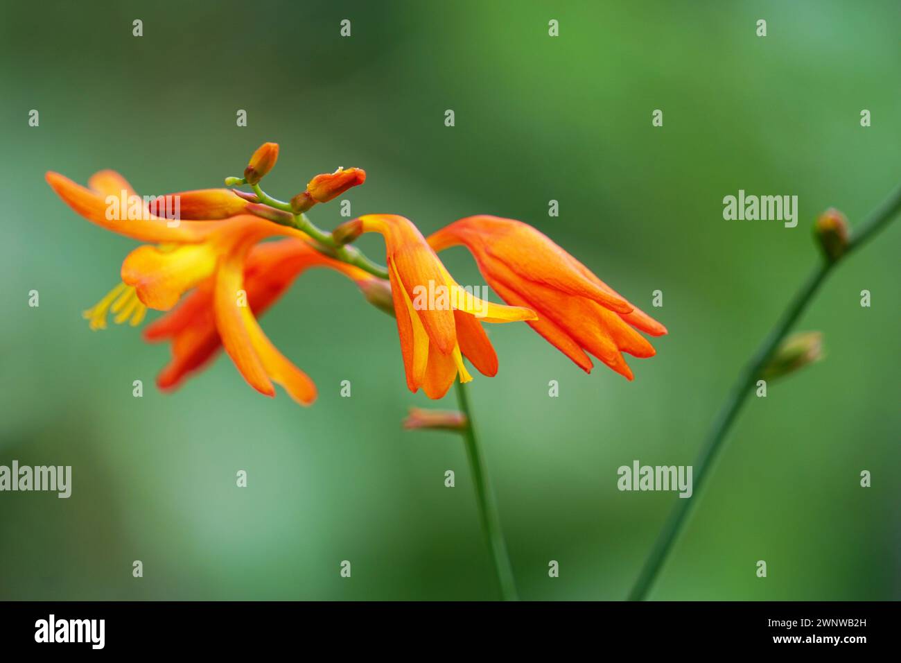 Crocosmia masoniorum (also called called the giant montbretia, Tritonia ...