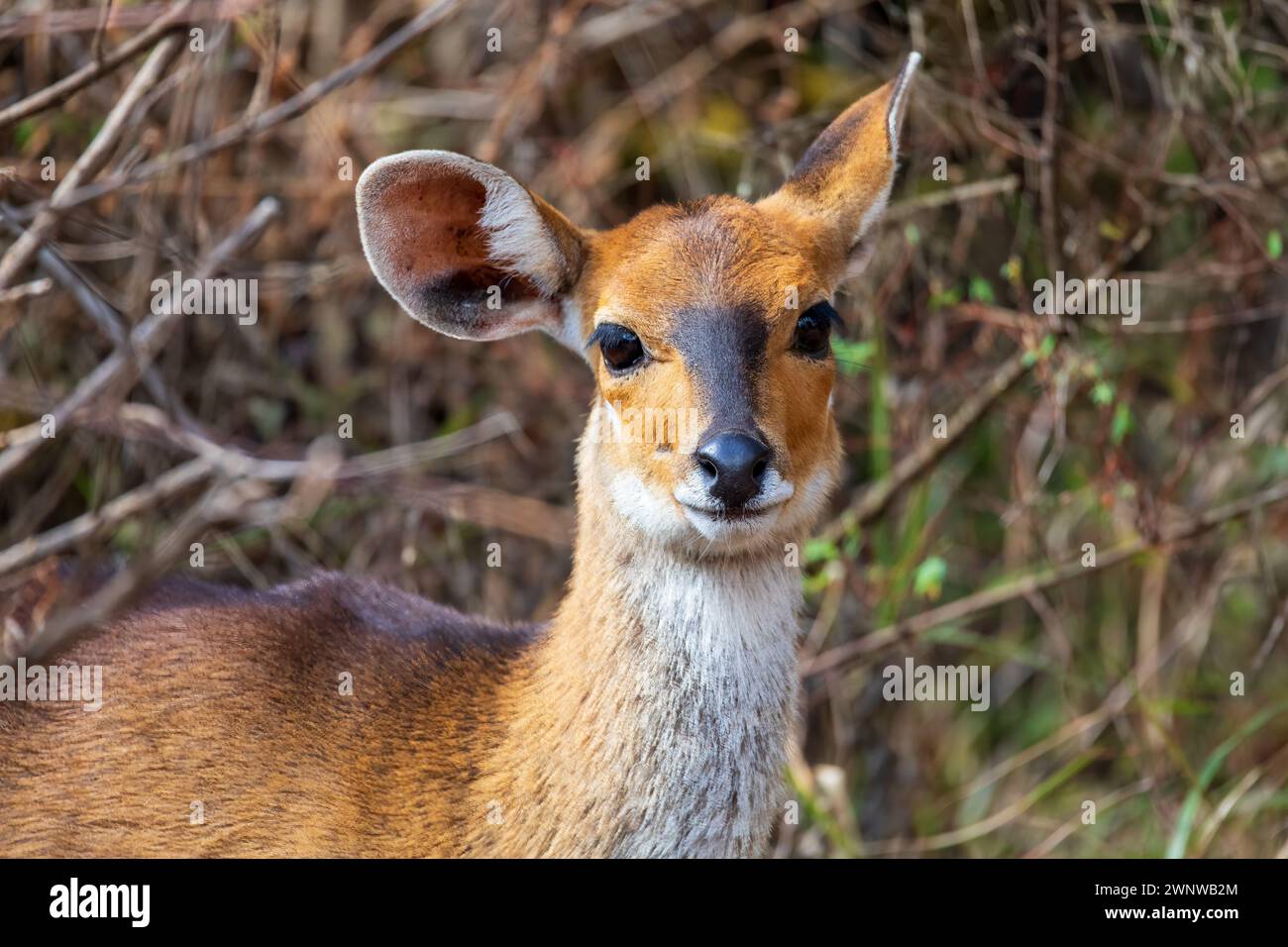 Female of rare endemic Menelik bushbuck (Tragelaphus scriptus meneliki ...
