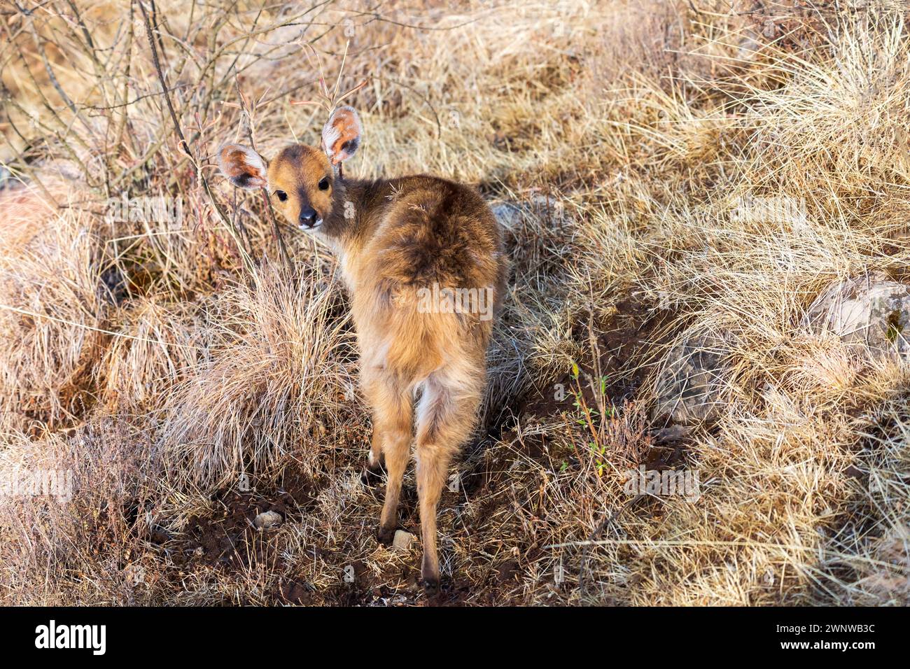 Female of rare endemic Menelik bushbuck (Tragelaphus scriptus meneliki ...
