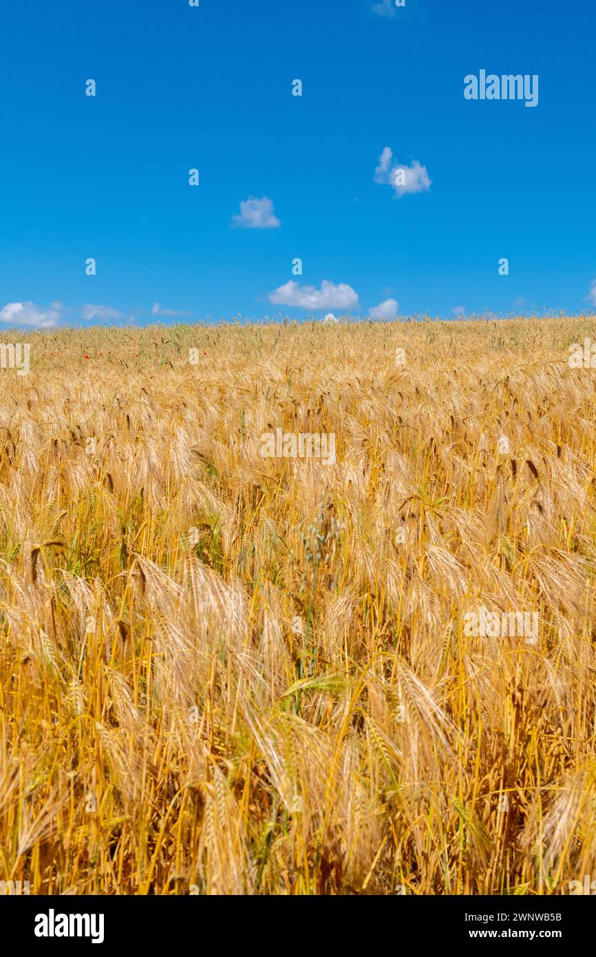 Barley and barley ears on the field against barely cloudy blue sky ...