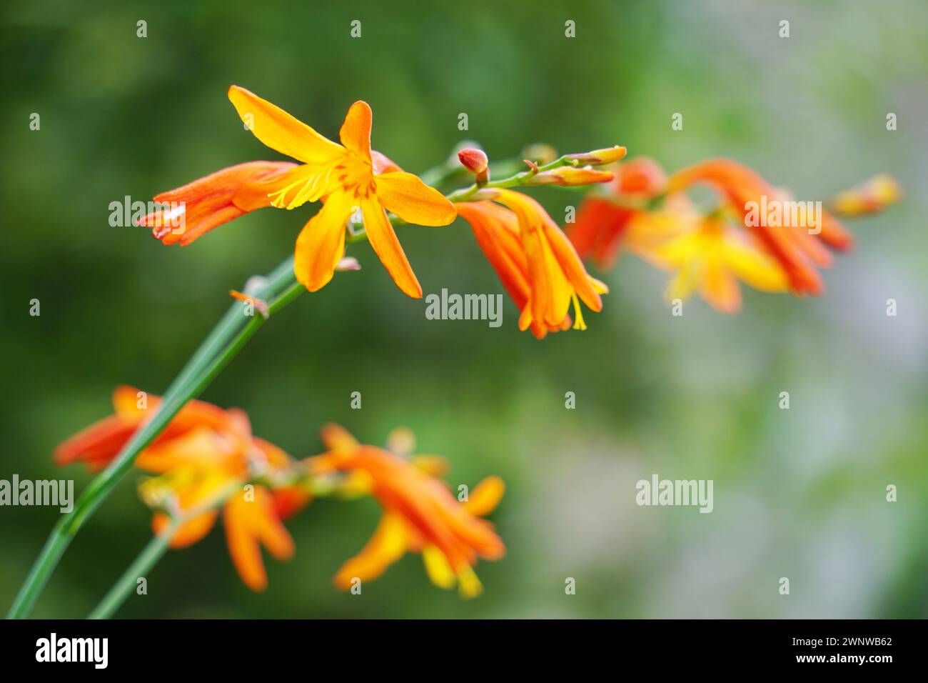 Crocosmia masoniorum (also called called the giant montbretia, Tritonia ...