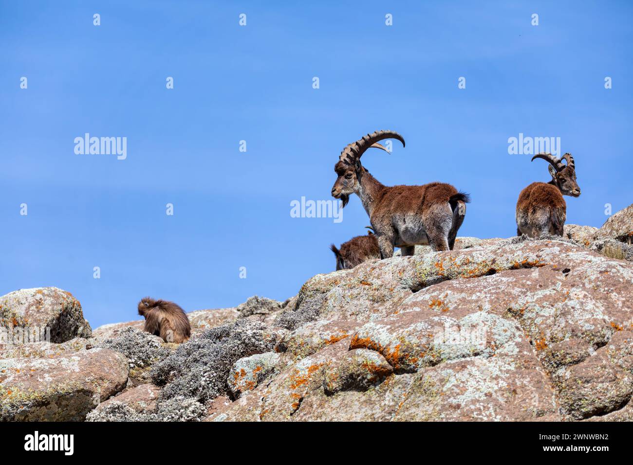 Very rare Walia ibex, (Capra walie), rarest ibex in world. Only about ...